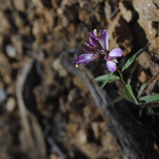 California Milkwort (Rhinotropis Californica) Plant Care & How to Grow ...