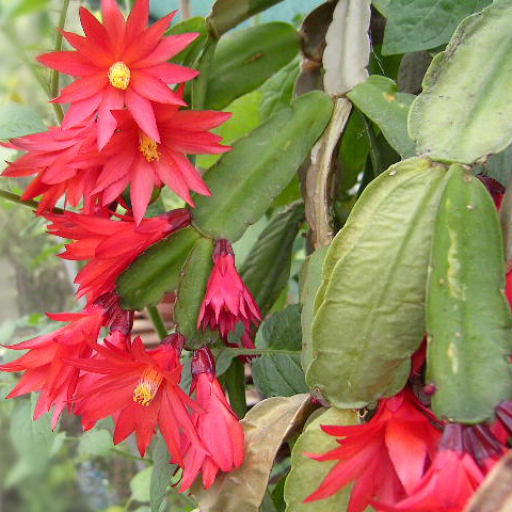 Formosan Koa (Acacia Confusa) Plant Care & How to Grow, Water