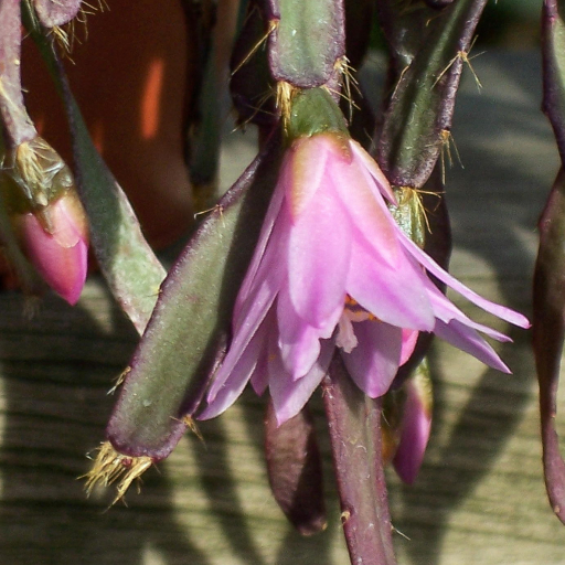 Easter Cactus (Rhipsalidopsis Rosea) Plant Care & How to Grow, Water