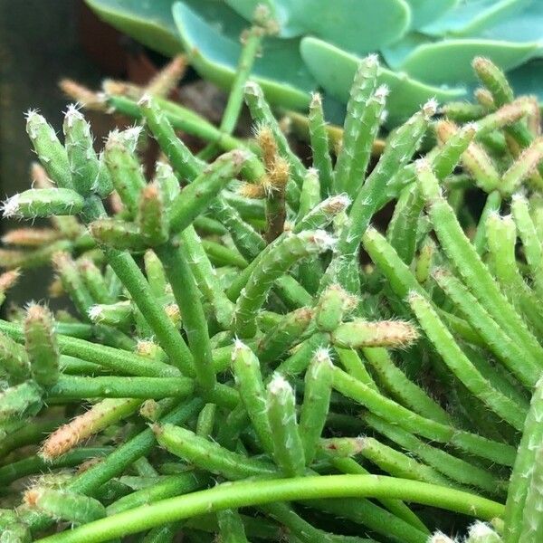 Mistletoe Cactus (Rhipsalis Burchellii) Plant Care & How to Grow, Water