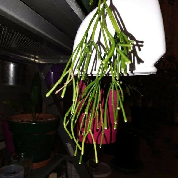 Sausage-Chain Cactus (Rhipsalis Clavata) Plant Care & How to Grow, Water