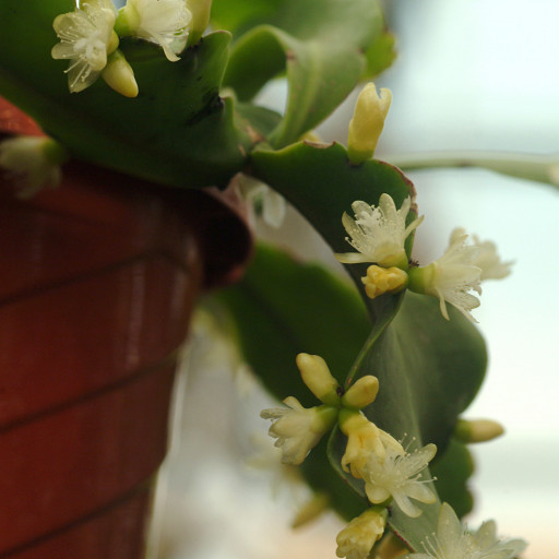 Rhipsalis Crispata Plant Care & How to Grow, Water