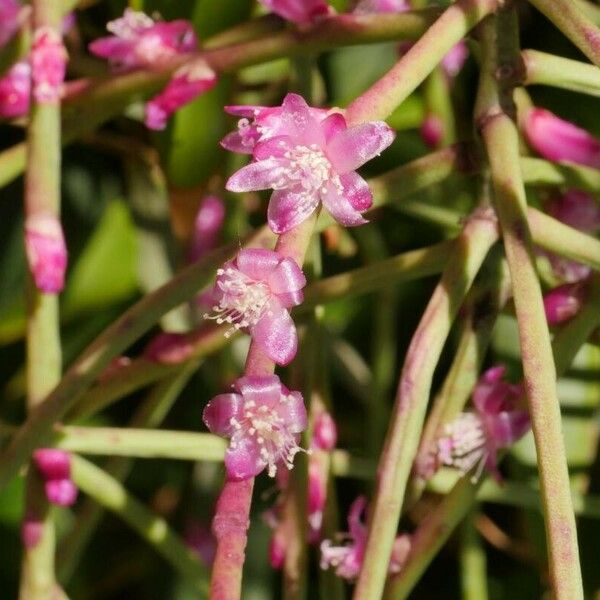 Thornless Chain Cactus (Rhipsalis Hoelleri) Plant Care & How to Grow, Water