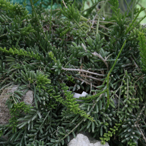 Jadevine (Strongylodon Macrobotrys) Plant Care & How to Grow, Water