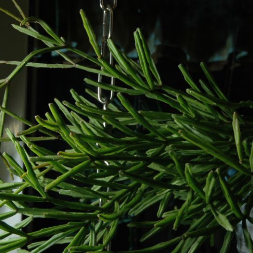 Bird's Foot Cactus (Rhipsalis Micrantha) Plant Care & How to Grow, Water