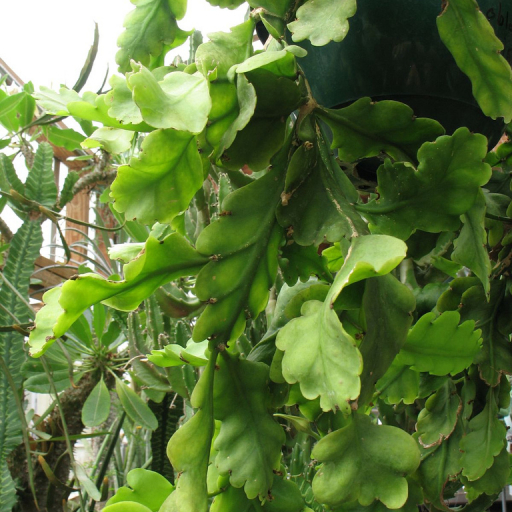 Rhipsalis Oblonga Plant Care & How to Grow, Water