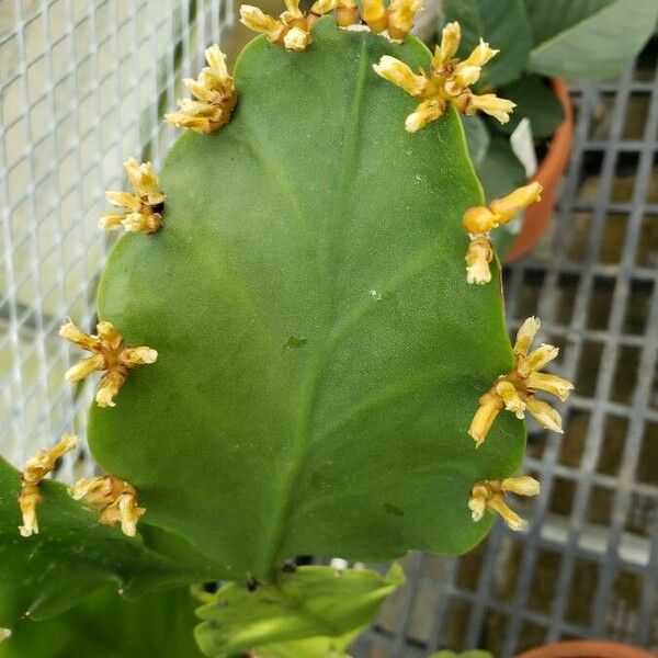 Rhipsalis Pachyptera Plant Care & How to Grow, Water