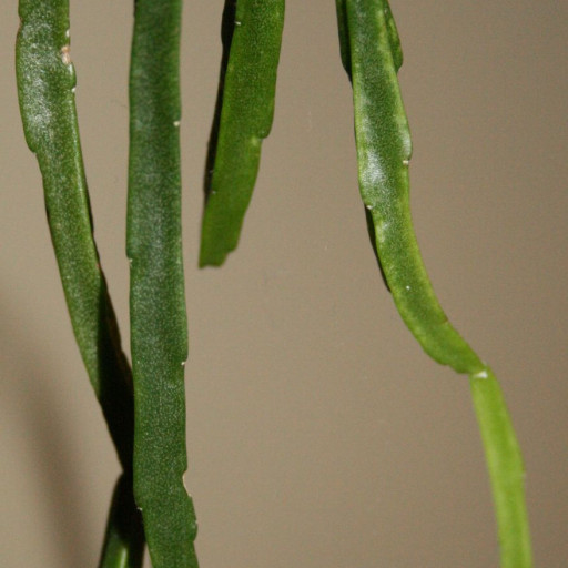 Rhipsalis Sulcata Plant Care & How to Grow, Water