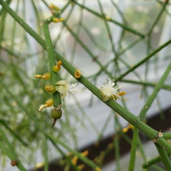 Link Cactus (Rhipsalis Teres) Plant Care & How to Grow, Water