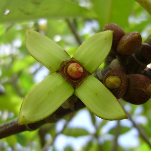 Mangrove (Rhizophora Apiculata) Plant Care & How to Grow, Water