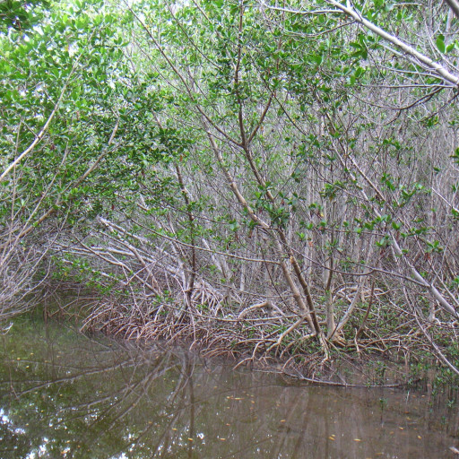 Red Mangrove (Rhizophora Mangle) Plant Care & How to Grow, Water