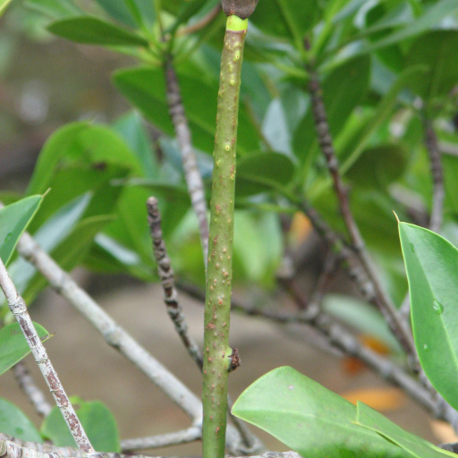 Asiatic Mangrove (Rhizophora Mucronata) Plant Care & How to Grow, Water