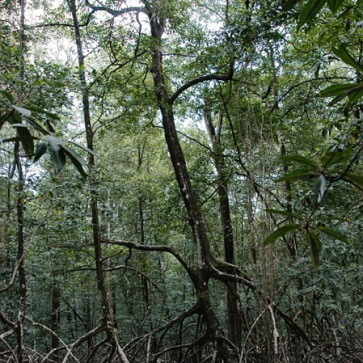 Gentleman Giant Mangrove (Rhizophora Racemosa) Plant Care & How to Grow ...