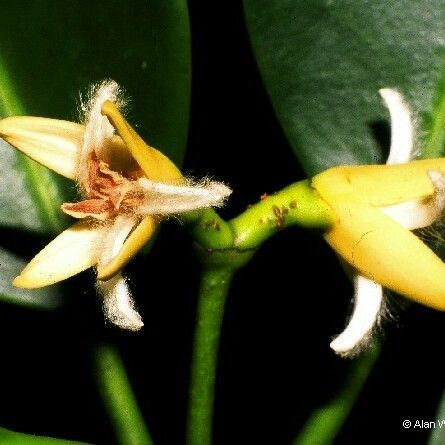 Rhizophora Samoensis Plant Care & How to Grow, Water