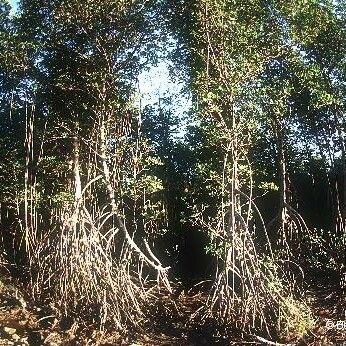 Rhizophora Selala Plant Care & How to Grow, Water