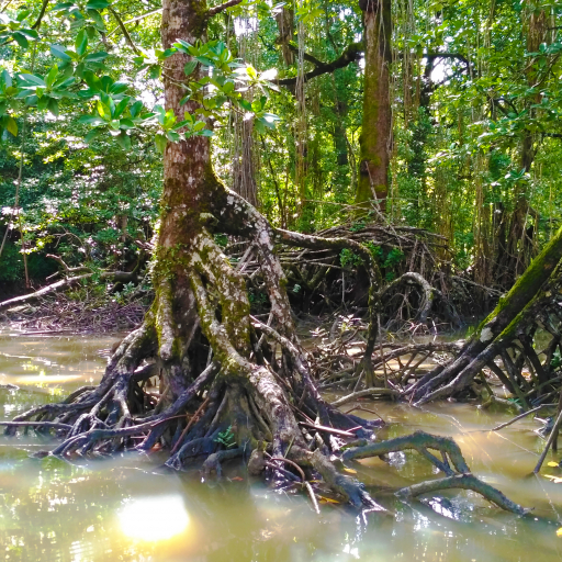 Red Mangrove (Rhizophora Stylosa) Plant Care & How to Grow, Water