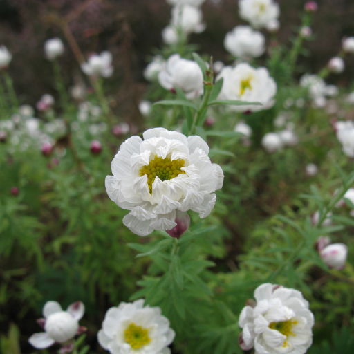 Chamomile Sunray (Rhodanthe Anthemoides) Plant Care & How to Grow, Water