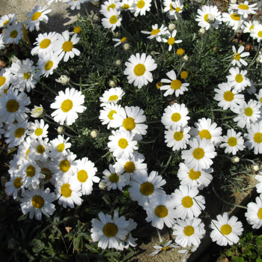 Moroccan Daisy (Rhodanthemum Hosmariense) Plant Care & How to Grow, Water