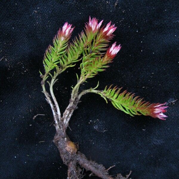 Rhodiola Amabilis Care Guide: Water, Soil & Propagation - Plantiary
