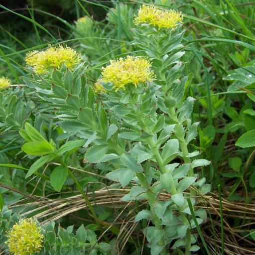 Roseroot Stonecrop (Rhodiola Rosea) Plant Care & How to Grow, Water