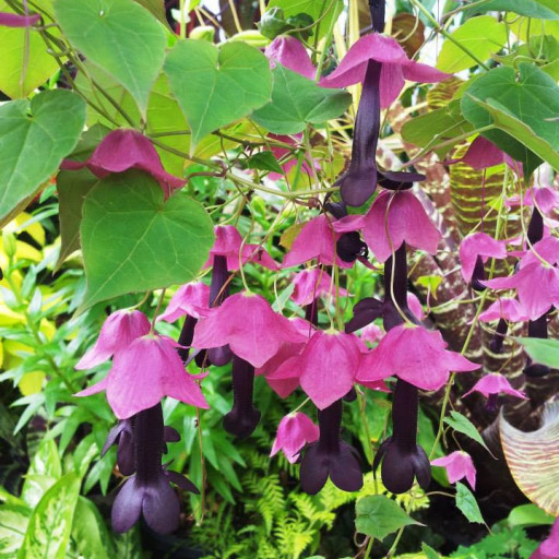 Mexican Shell Vine (Rhodochiton Atrosanguineum) Care Guide: Water, Soil ...