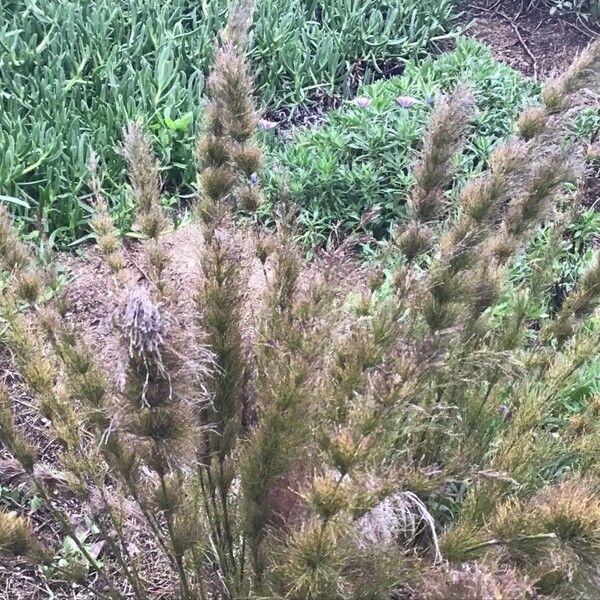 False Horsetail Capereed (Rhodocoma Capensis) Plant Care & How to Grow ...