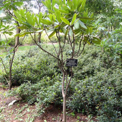 Rhododendron Annae Care Guide: Water, Soil & Propagation - Plantiary