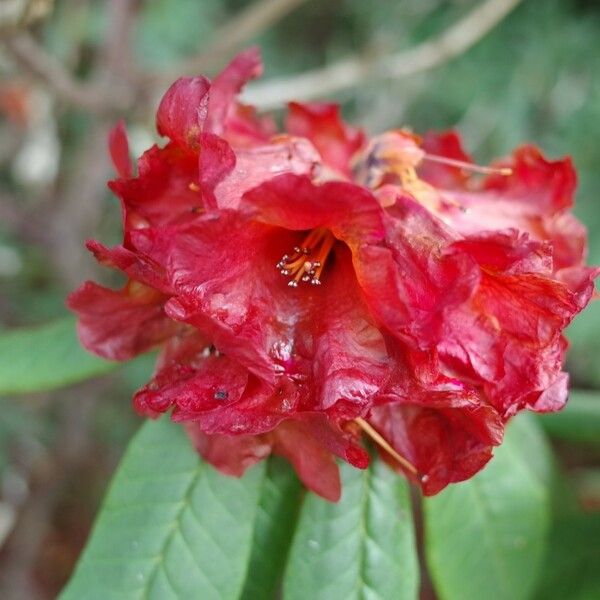 Rhododendron Barbatum Plant Care & How to Grow, Water