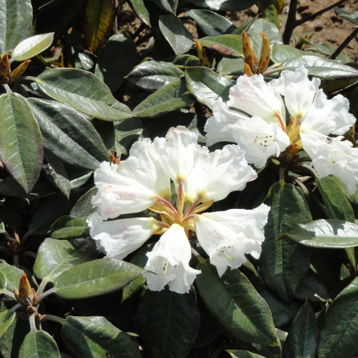 Rhododendron Bureavii Care Guide: Water, Soil & Propagation - Plantiary