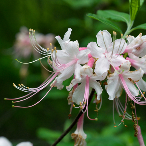 Mountain Azalea (Rhododendron Canescens) Plant Care & How to Grow, Water
