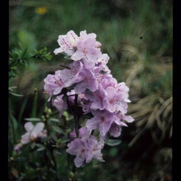 Rhododendron Capitatum Plant Care & How to Grow, Water