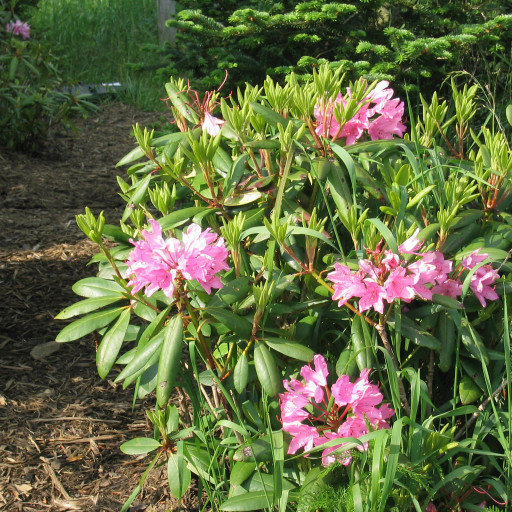 Catawba Rosebay (Rhododendron Catawbiense) Plant Care & How to Grow, Water
