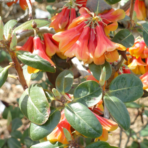 Red Cinnabar Rhododendron (Rhododendron Cinnabarinum) Care Guide: Water ...
