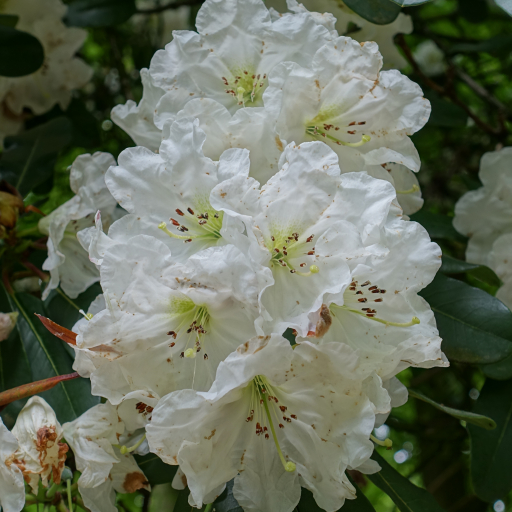 Rhododendron Decorum Plant Care & How to Grow, Water