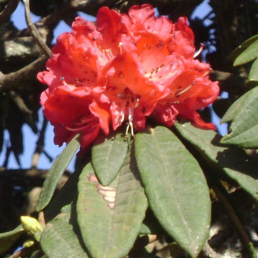 Rhododendron Delavayi Plant Care & How to Grow, Water