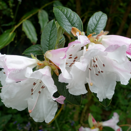 Rhododendron Edgeworthii Care Guide: Water, Soil & Propagation - Plantiary