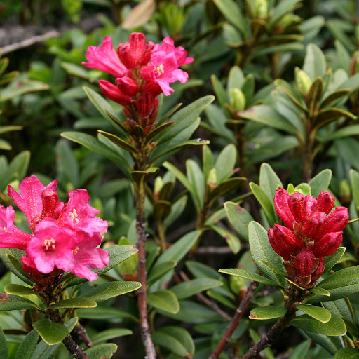 Alpen Rose (Rhododendron Ferrugineum) Plant Care & How to Grow, Water