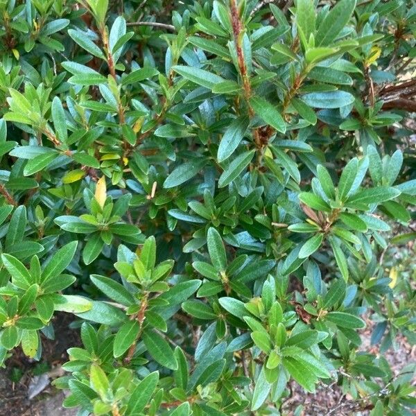 Formosan Rhododendron (Rhododendron Formosanum) Plant Care & How to ...