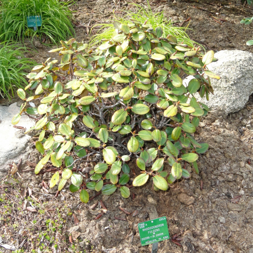 Rhododendron Fulgens Care Guide: Water, Soil & Propagation - Plantiary