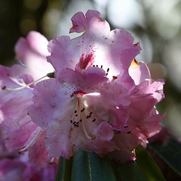Rhododendron × Geraldii Care Guide: Water, Soil & Propagation - Plantiary