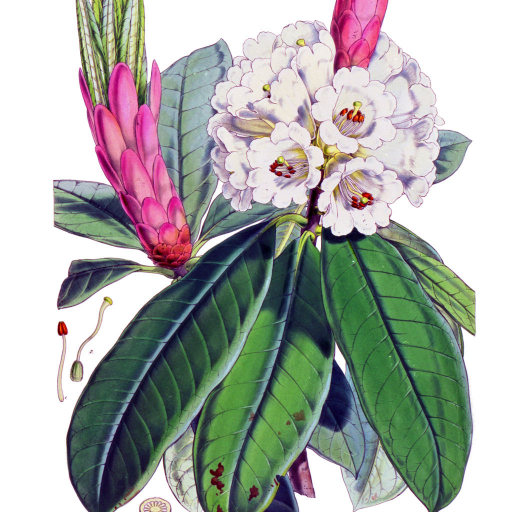 Silvery Rhododendron (Rhododendron Grande) Plant Care & How to Grow, Water