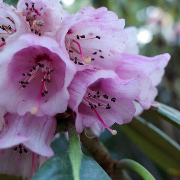 Hodgson's Rhododendron (Rhododendron Hodgsonii) Care Guide: Water, Soil ...