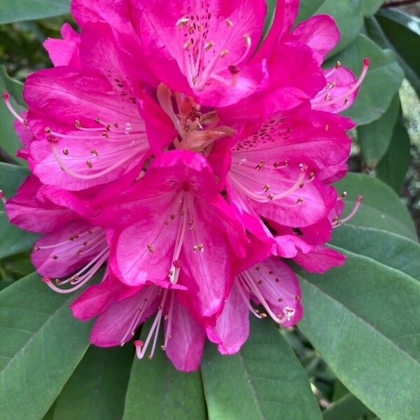 Rhododendron × Hybridum Plant Care & How to Grow, Water