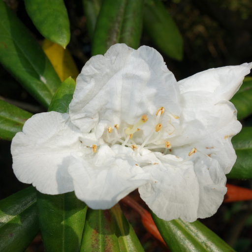 Rhododendron Hyperythrum Plant Care & How to Grow, Water