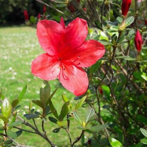 Japanese Azalea (Rhododendron Japonicum) Plant Care & How to Grow, Water
