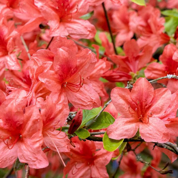 Kaempfer Azalea (Rhododendron Kaempferi) Care Guide: Water, Soil ...