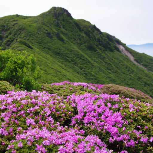 Tulip Poplar (Liriodendron Tulipifera) Plant Care & How to Grow, Water