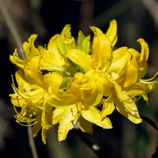 Yellow Azalea (Rhododendron Luteum) Plant Care & How to Grow, Water