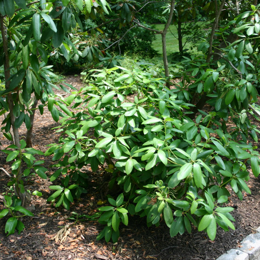 Great Laurel (Rhododendron Maximum) Plant Care & How to Grow, Water