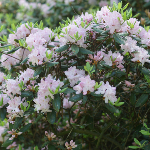 Piedmont Rhododendron (Rhododendron Minus) Plant Care & How to Grow, Water